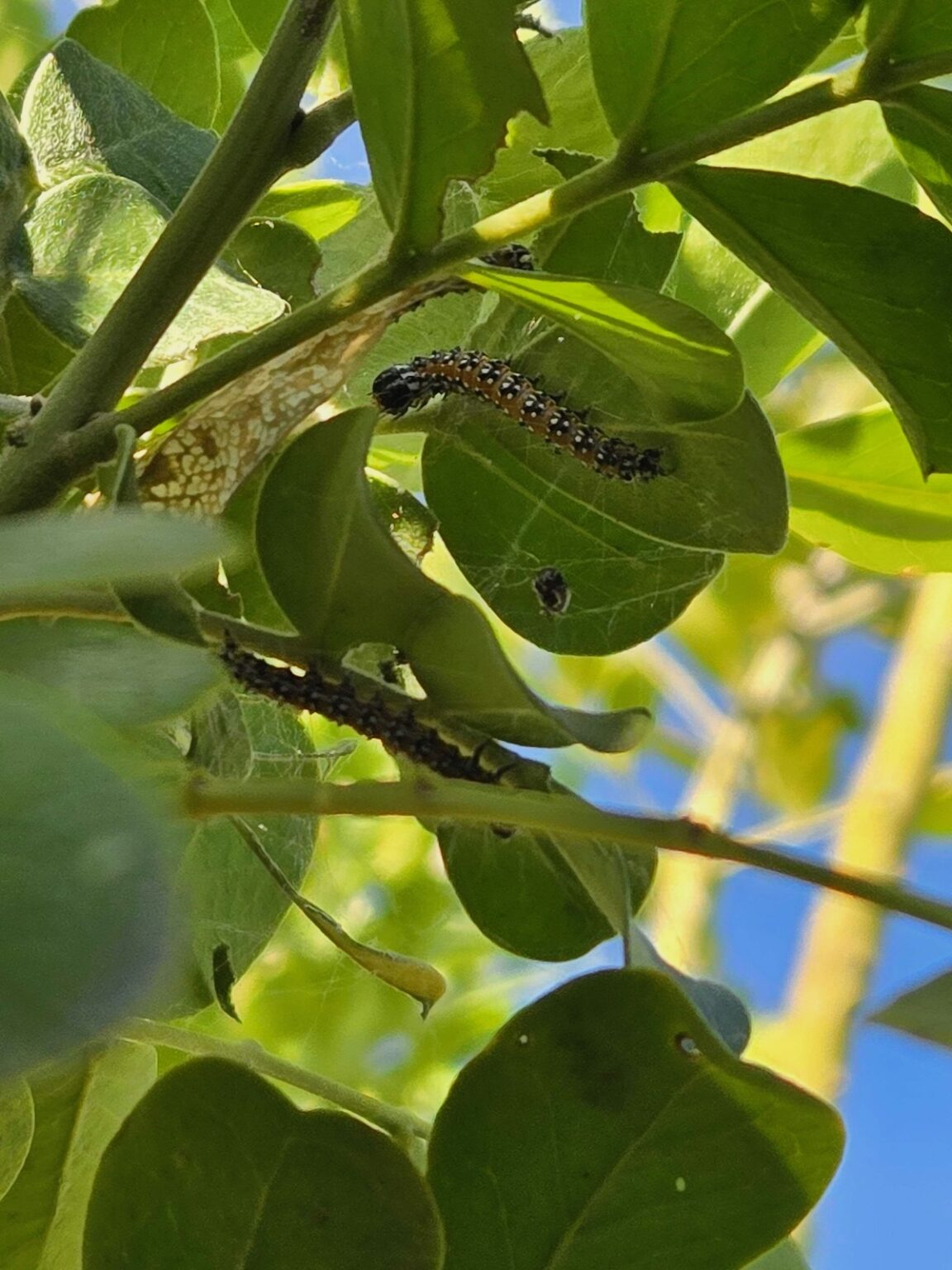 Plant Healthcare, Weed, Pest & Tree Growth Control in Phoenix